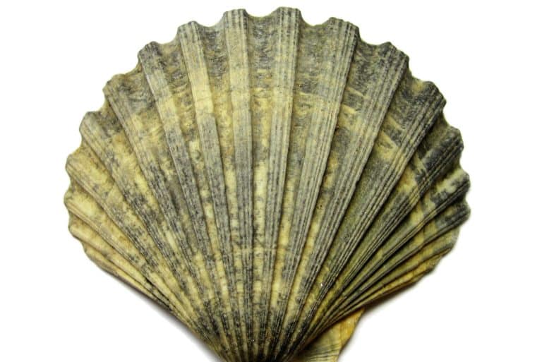 Clamshell Symbolism & Meaning (Patience & Secrets)