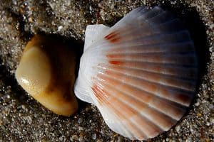 Clamshell Symbolism & Meaning (Patience & Secrets)