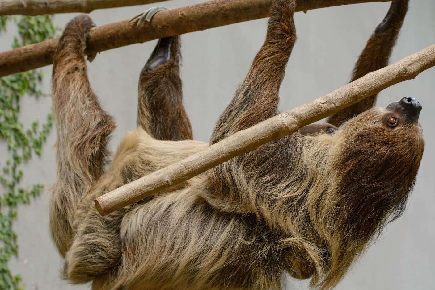 17 Slow and Slowness Metaphors, Similes and Idioms (2022)