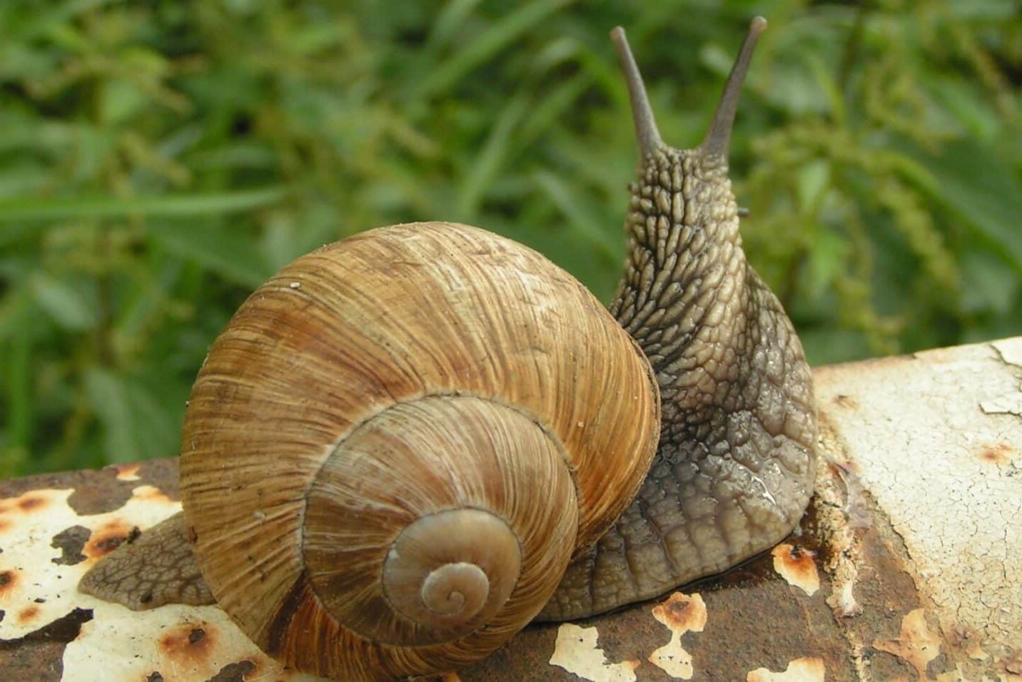 17 Slow and Slowness Metaphors, Similes and Idioms (2022)