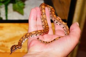 The Symbolism of Snakes (15 Surprising Meanings)