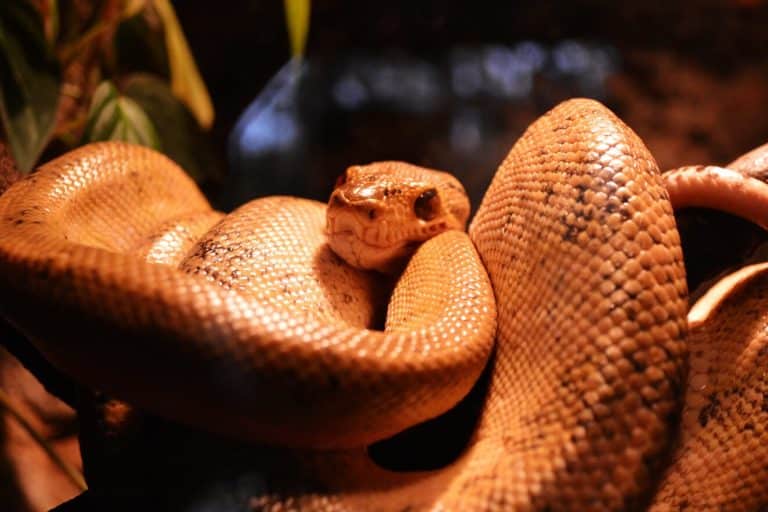 Dead Snake Symbolism & 7 Meanings (Health and Change)