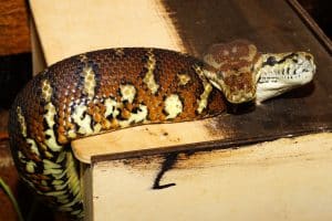 Dead Snake Symbolism & 7 Meanings (Health and Change)