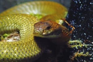 Dead Snake Symbolism & 7 Meanings (Health and Change)