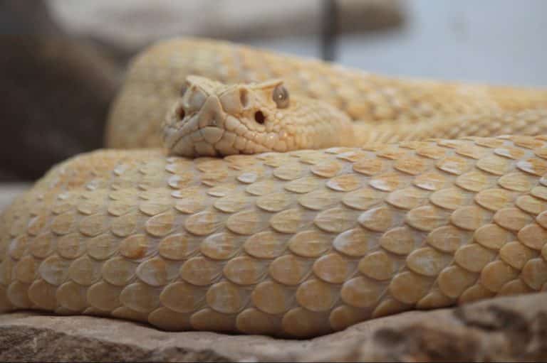 Dead Snake Symbolism & 7 Meanings (Health and Change)