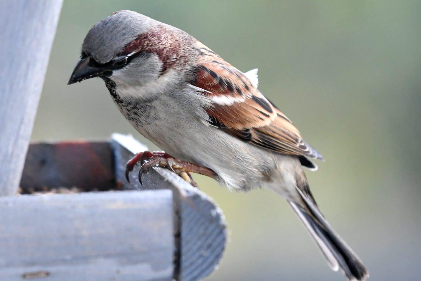 Symbolism of Sparrows (11 Surprising Meanings) - 2022