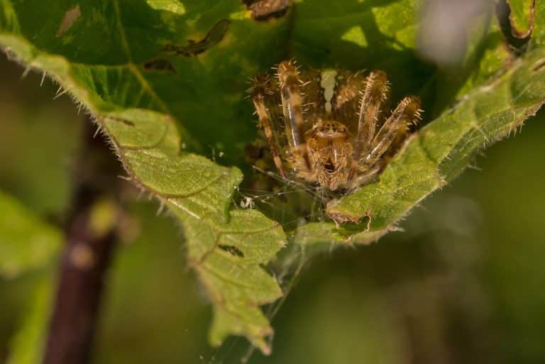 Dead Spider Meaning & Symbolism (Seek Creativity)