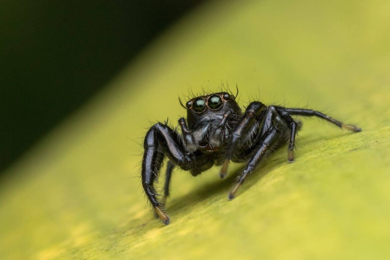 Dead Spider Meaning & Symbolism (Seek Creativity)