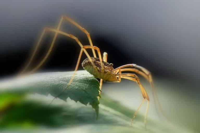 Spider Symbolism & Dreams (Seek Creative Feminine Energy) - Symbolism ...