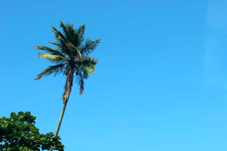 16 Top Plant and Tree Metaphors (A Root and Branch Review!)