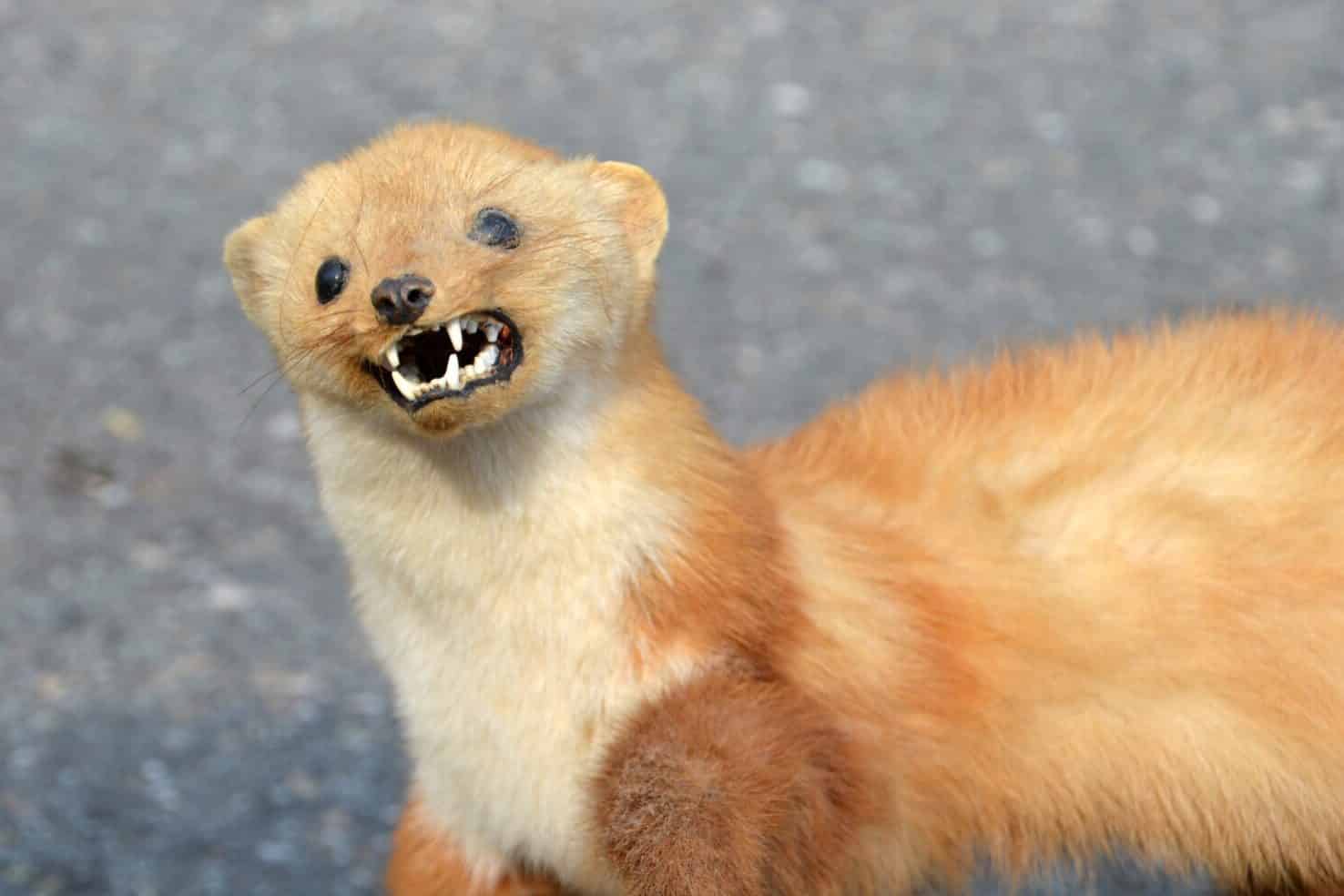 What Eats Snakes? (10 Top Predators)