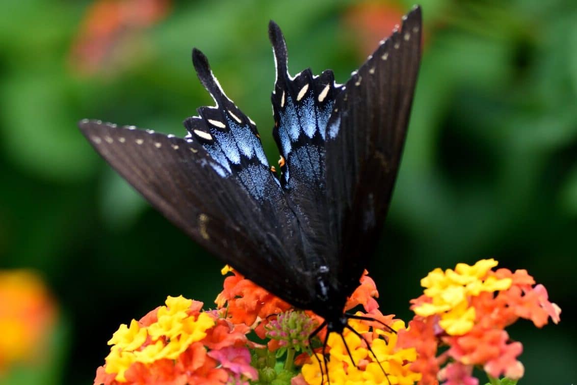 Dead Butterfly Spiritual Meaning & Symbolism (6 Omens)