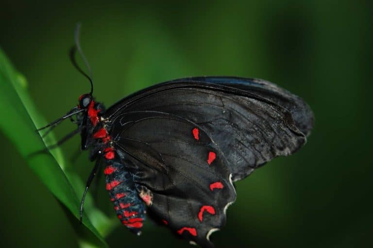 Dead Butterfly Spiritual Meaning & Symbolism (6 Omens)