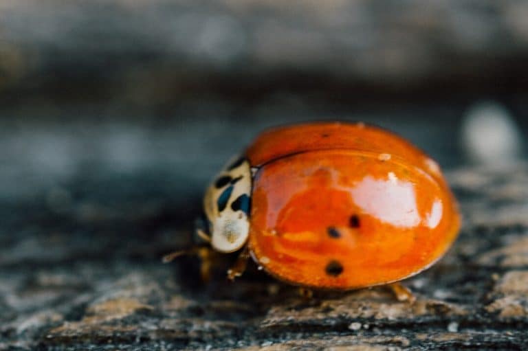 Dead Ladybug Spiritual Meaning and Symbolism (7 Omens)