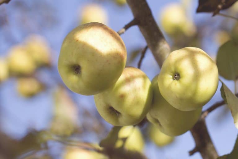 Golden Apple Meaning & Symbolism