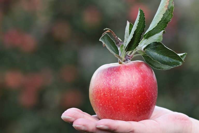 Red Apple Symbolism & Meaning