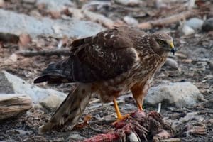 Dead Hawk Meaning and Symbolism