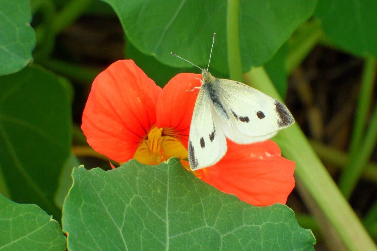 Butterfly in the House: 5 Spiritual Meanings