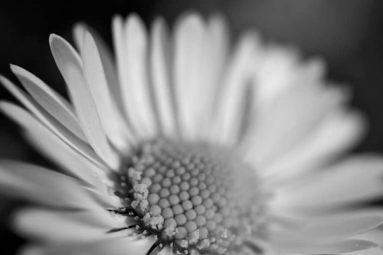 8 Black Flower Meanings and Symbolism