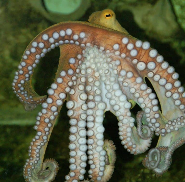 8 Squid Adaptations (Evolutionary Secrets!)