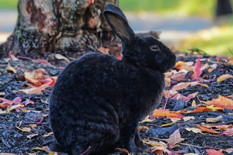Black Rabbit Spiritual Meaning and Symbolism (10 Omens)
