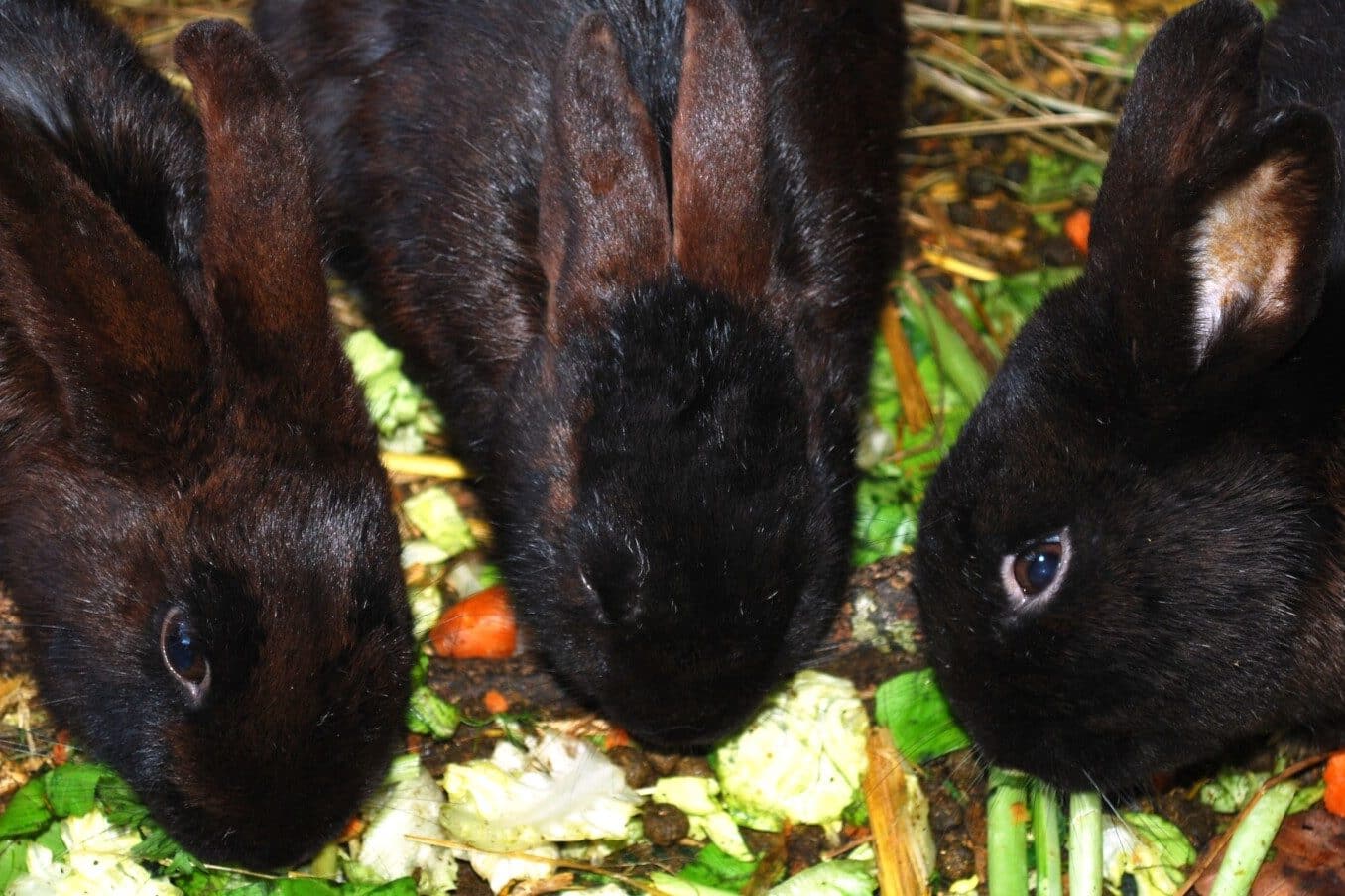 Black Rabbit Spiritual Meaning and Symbolism (10 Omens)