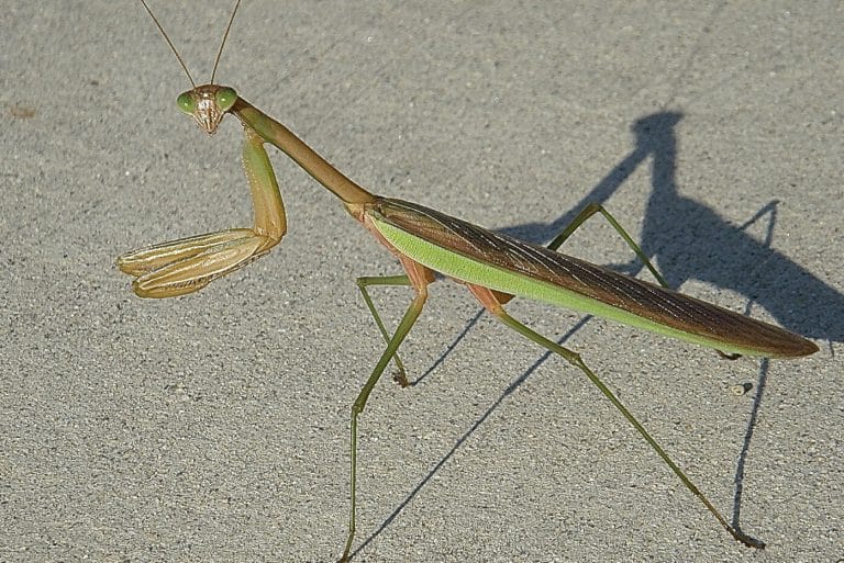 Dead Praying Mantis Meaning and Symbolism
