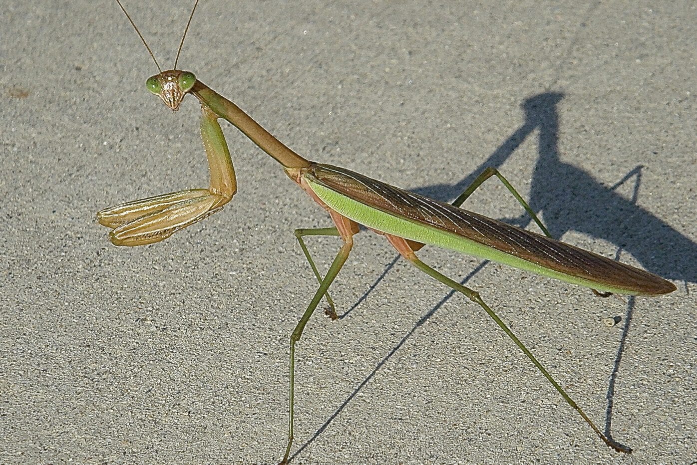Dead Praying Mantis Meaning and Symbolism