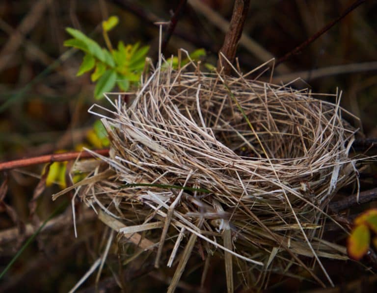Bird Nest Symbolism: Warm, Safety, Stability