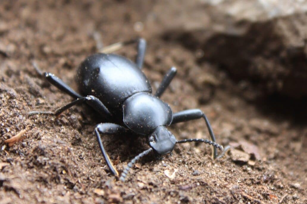 Black Beetle Spiritual Meaning and Symbolism (11 Omens)