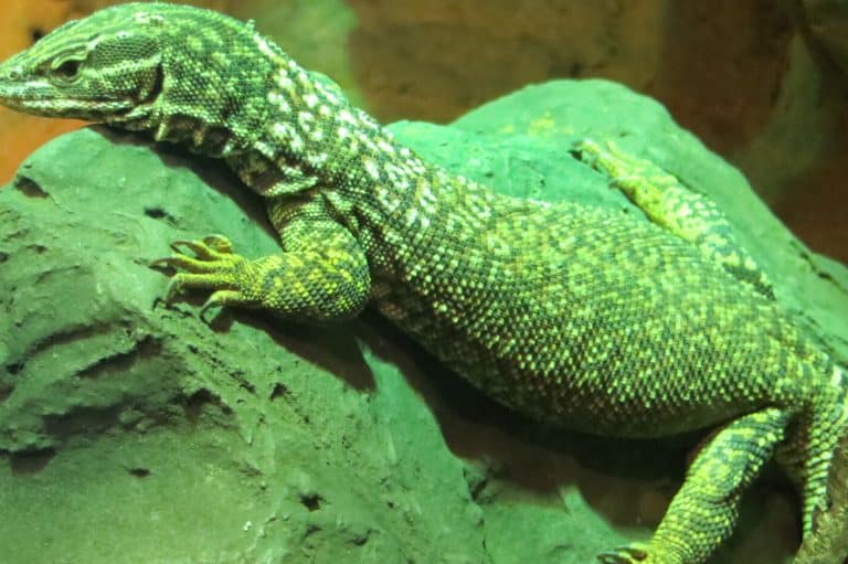 Lizard in your House: 5 Spiritual Meanings