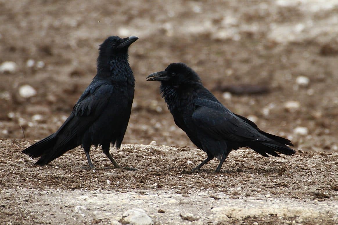 Dead Raven Symbolism and Spiritual Meaning