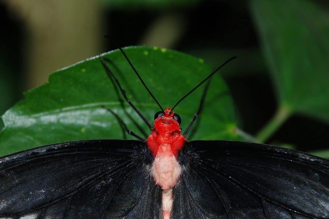 Red Butterfly Spiritual Meaning and Symbolism (11 Omens)