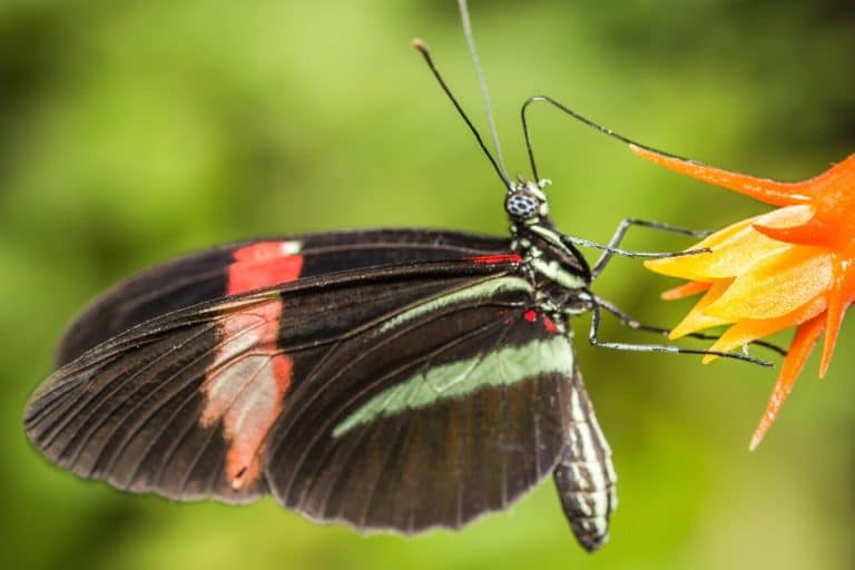 Red Butterfly Spiritual Meaning and Symbolism (11 Omens)