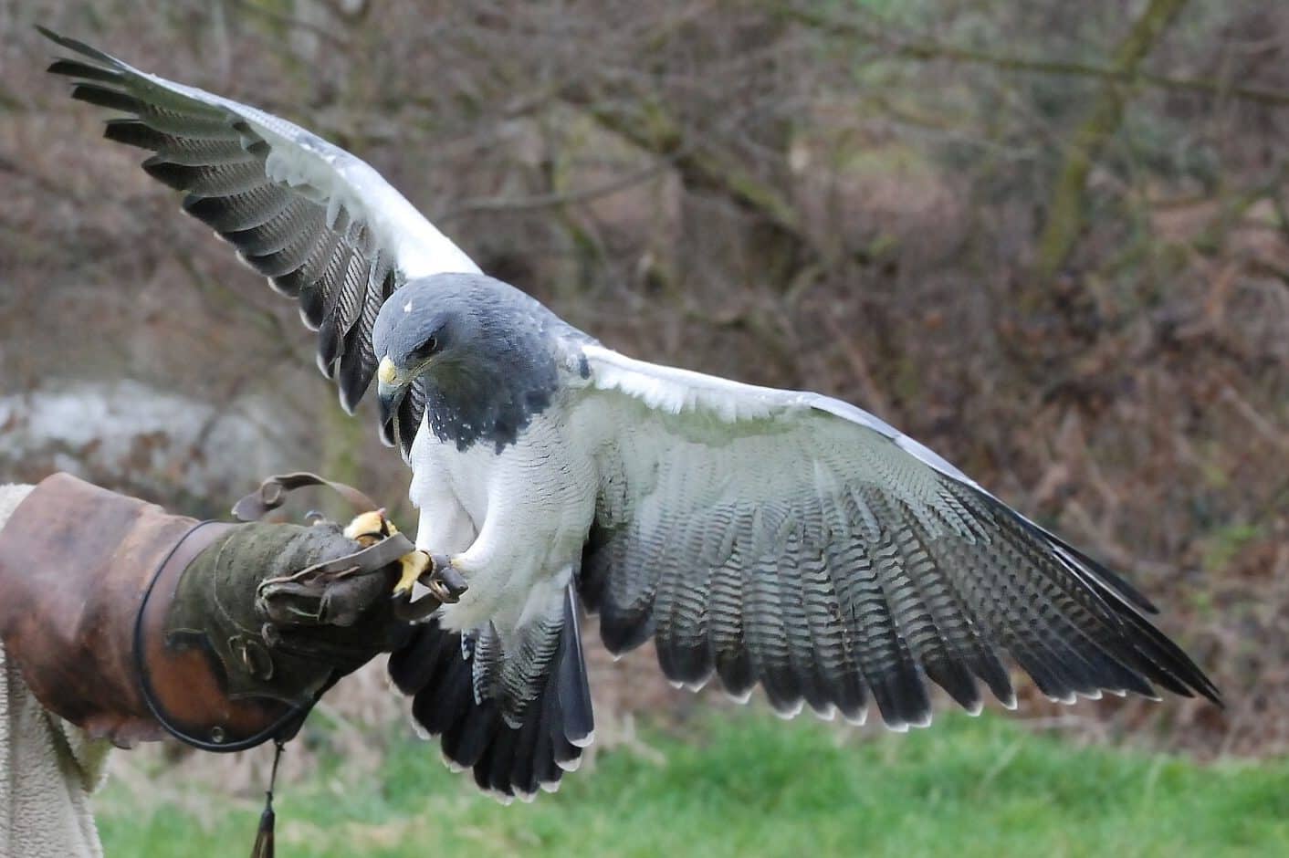White Hawk Spiritual Meaning and Symbolism (11 Omens)
