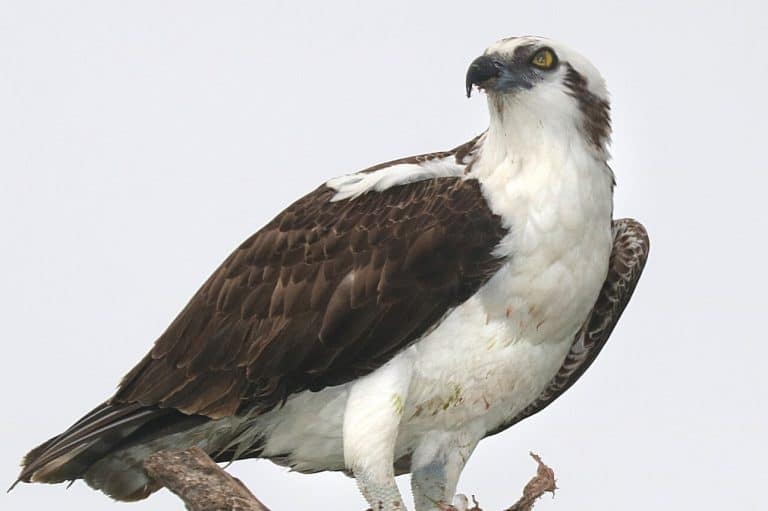 White Hawk Spiritual Meaning and Symbolism (11 Omens)