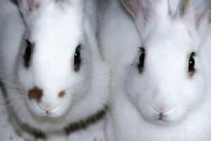 White Rabbit Spiritual Meaning and Symbolism (8 Omens)