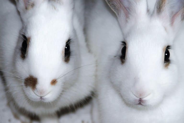 White Rabbit Spiritual Meaning and Symbolism (8 Omens)