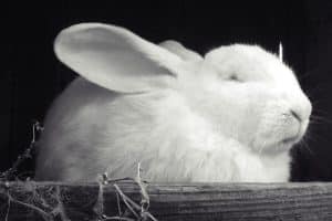 White Rabbit Spiritual Meaning and Symbolism (8 Omens)