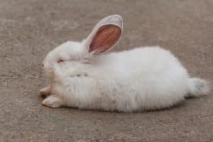 White Rabbit Spiritual Meaning and Symbolism (8 Omens)