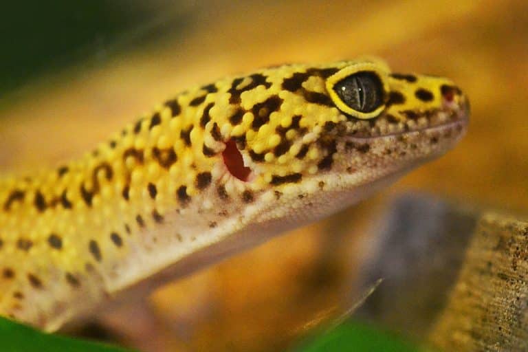 Yellow Snake Spiritual Meaning and Symbolism (10 Omens)