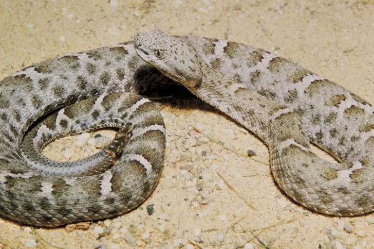 Rattlesnake Symbolism and 5 Spiritual Meanings