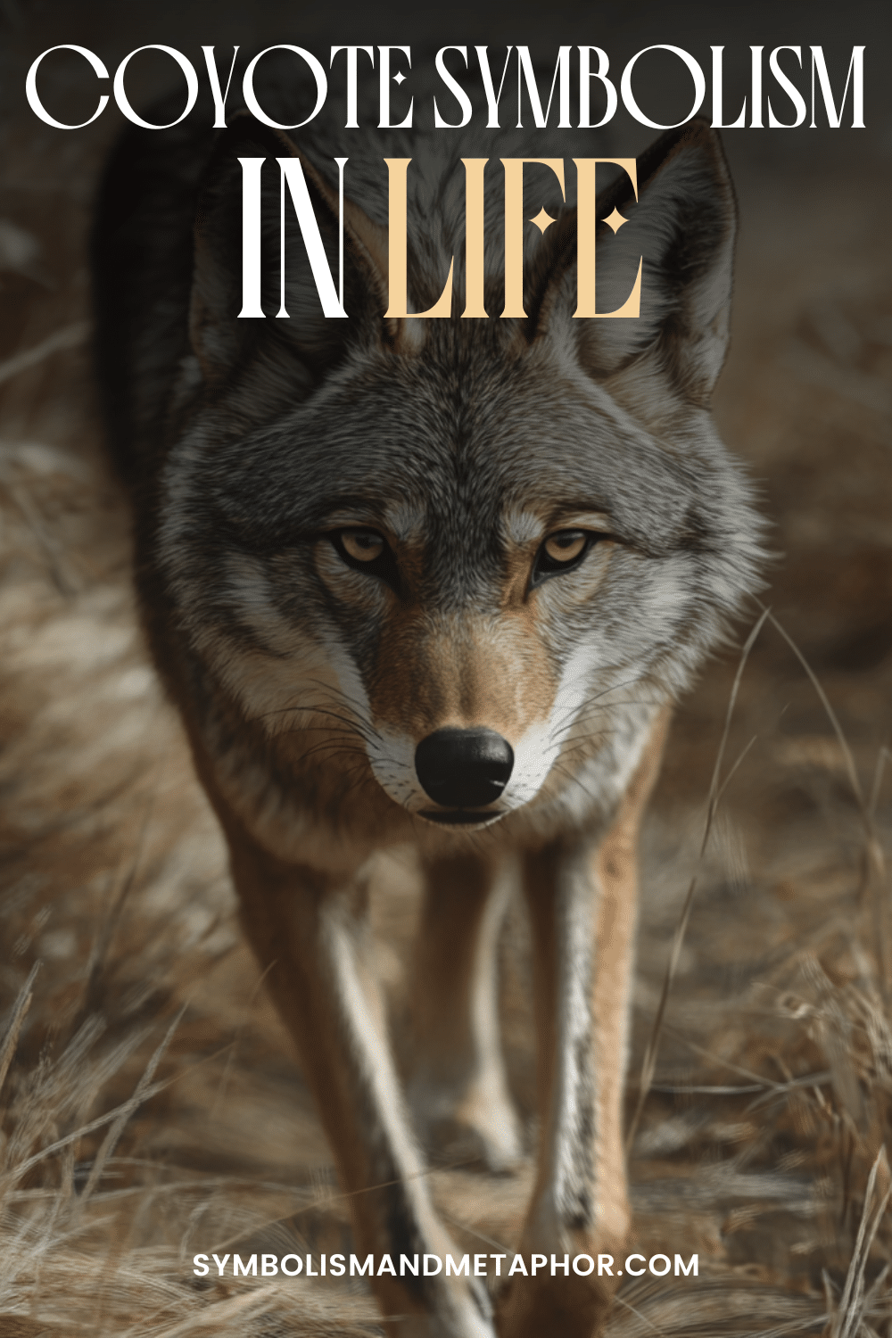 Seeing a Coyote at Night: 5 Spiritual Meanings