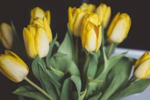 Yellow Tulips Meaning & Symbolism