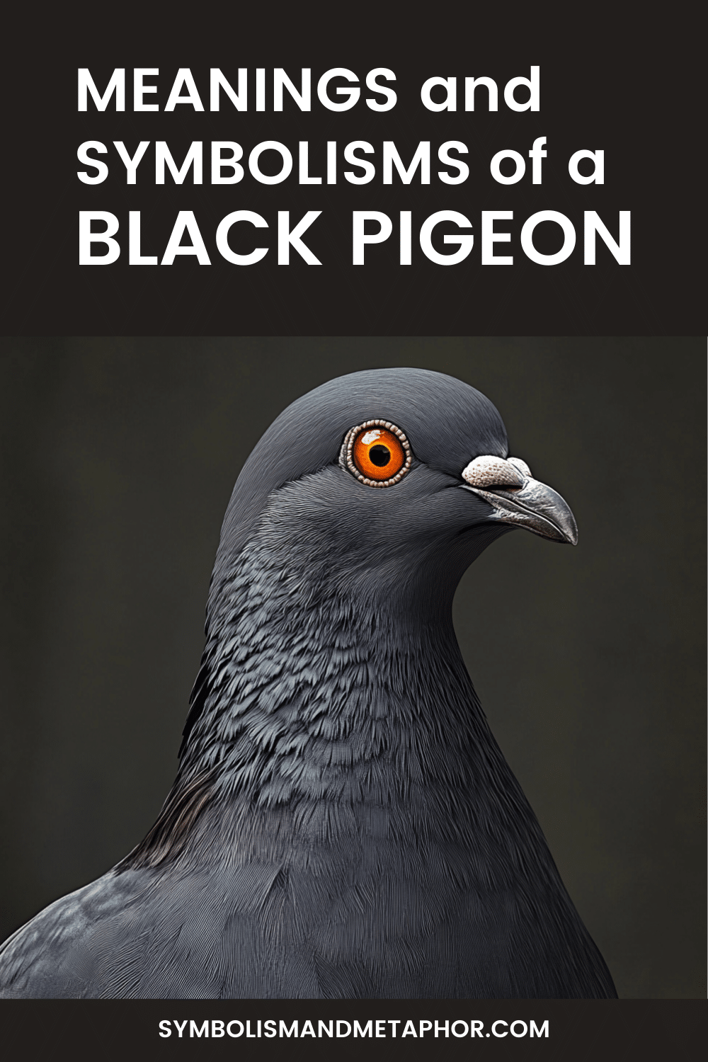 Black Pigeon Spiritual Meaning and Symbolism (9 Omens)