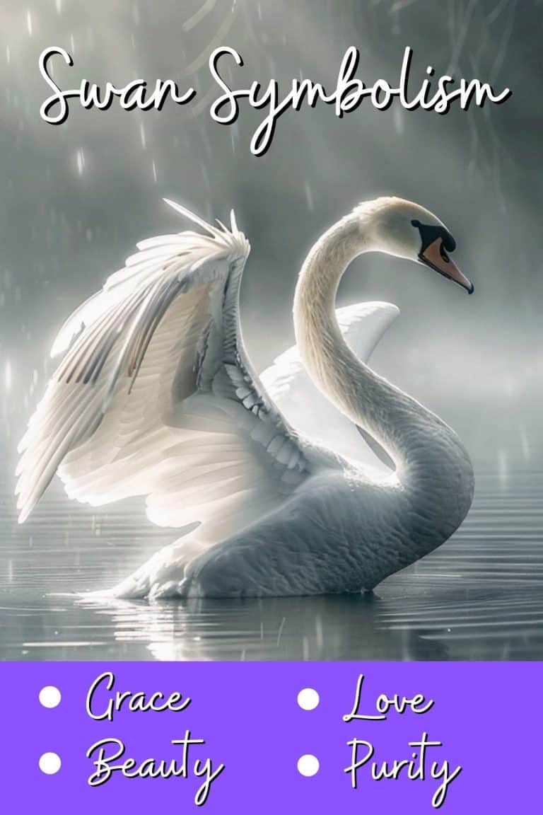 White Swan Spiritual Meaning and Symbolism (9 Omens)