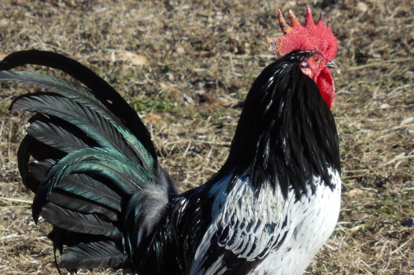 Black Rooster Spiritual Meaning and Symbolism (8 Omens)