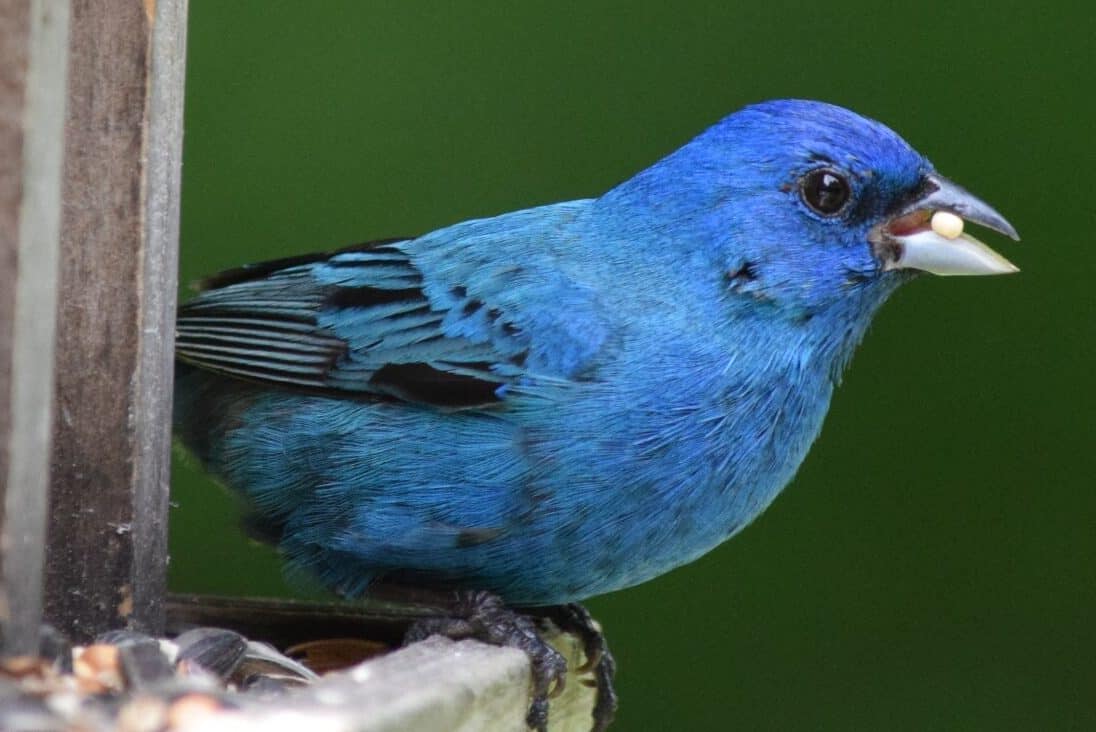 Blue Cardinal Spiritual Meaning and Symbolism (7 Omens)