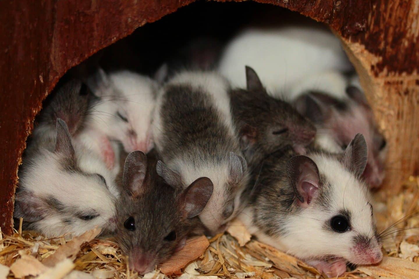 Seeing a Rat at Night Spiritual Meaning and Symbolism (8 Omens)