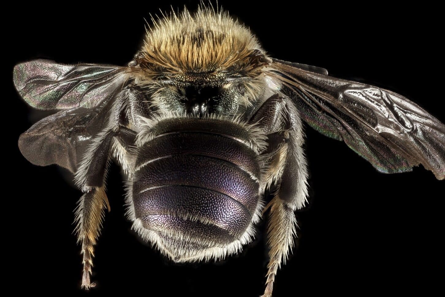 Black Bee Spiritual Meaning and Symbolism (9 Omens)